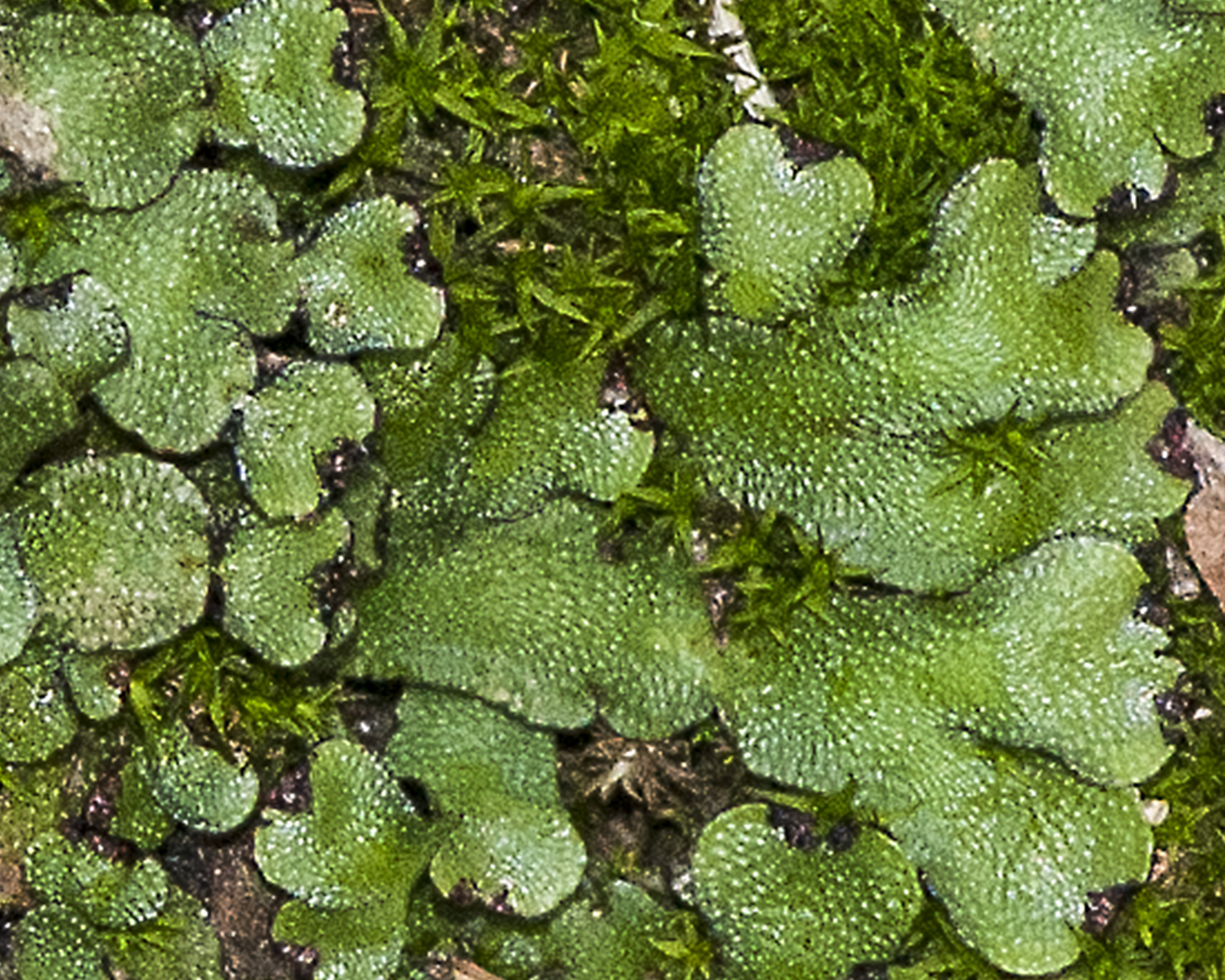 Liverwort